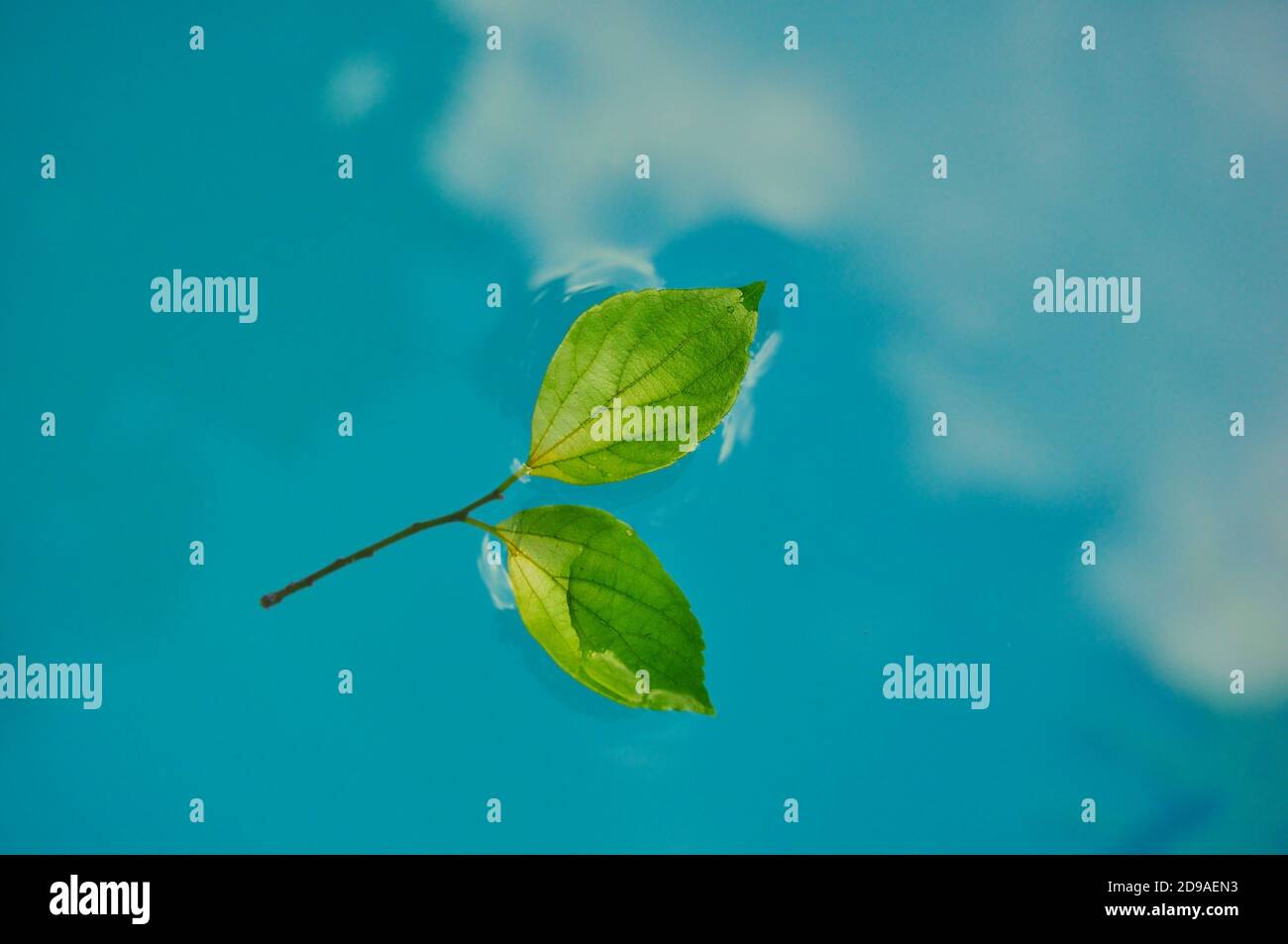 Green leaves floating in the calm water reflecting the sky ...