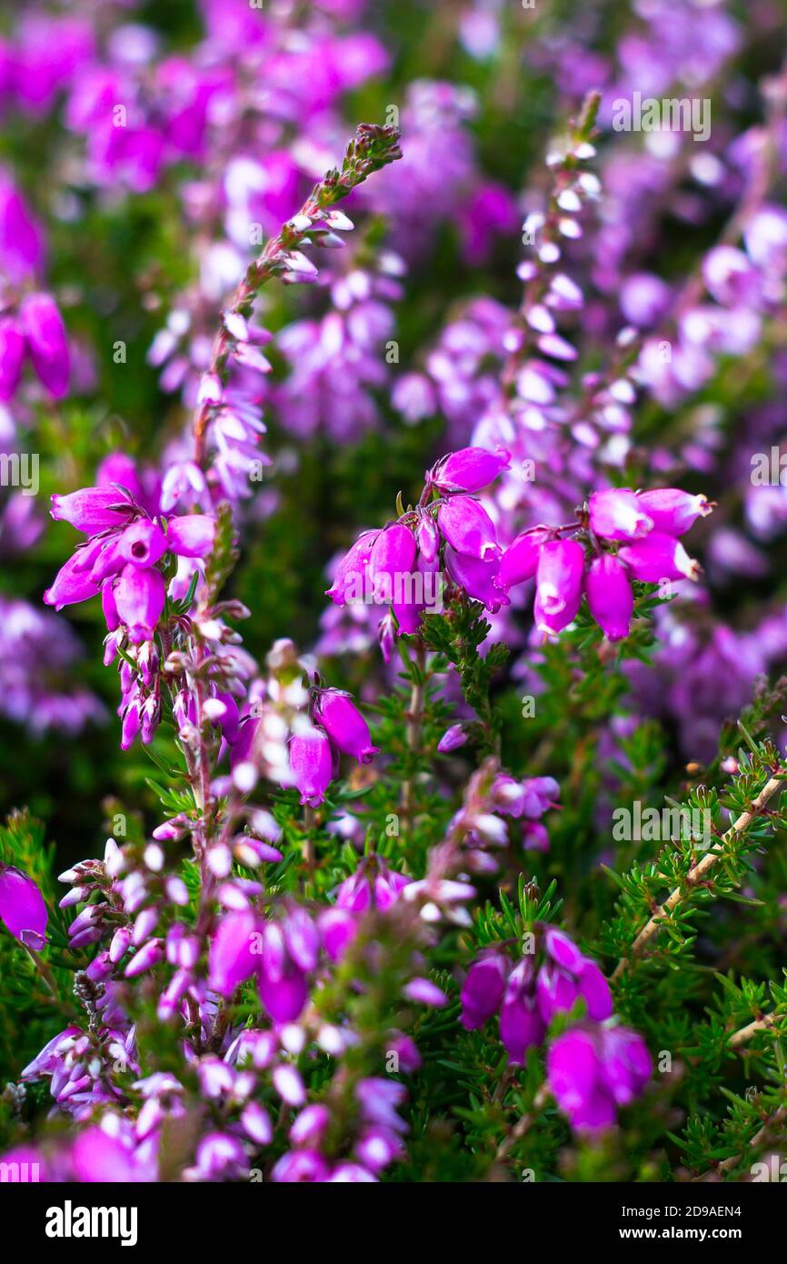 Beauty heather hi-res stock photography and images - Alamy