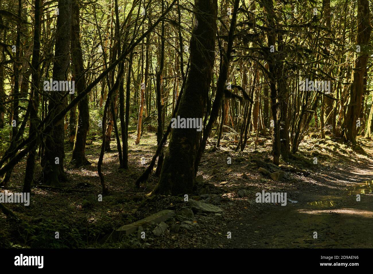 dead mossy trees Buxus colchica in the boxwood forest due to the ...