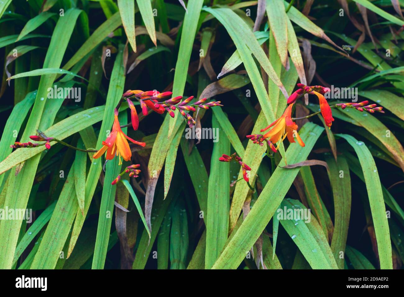 Sword shaped leaves hi-res stock photography and images - Alamy
