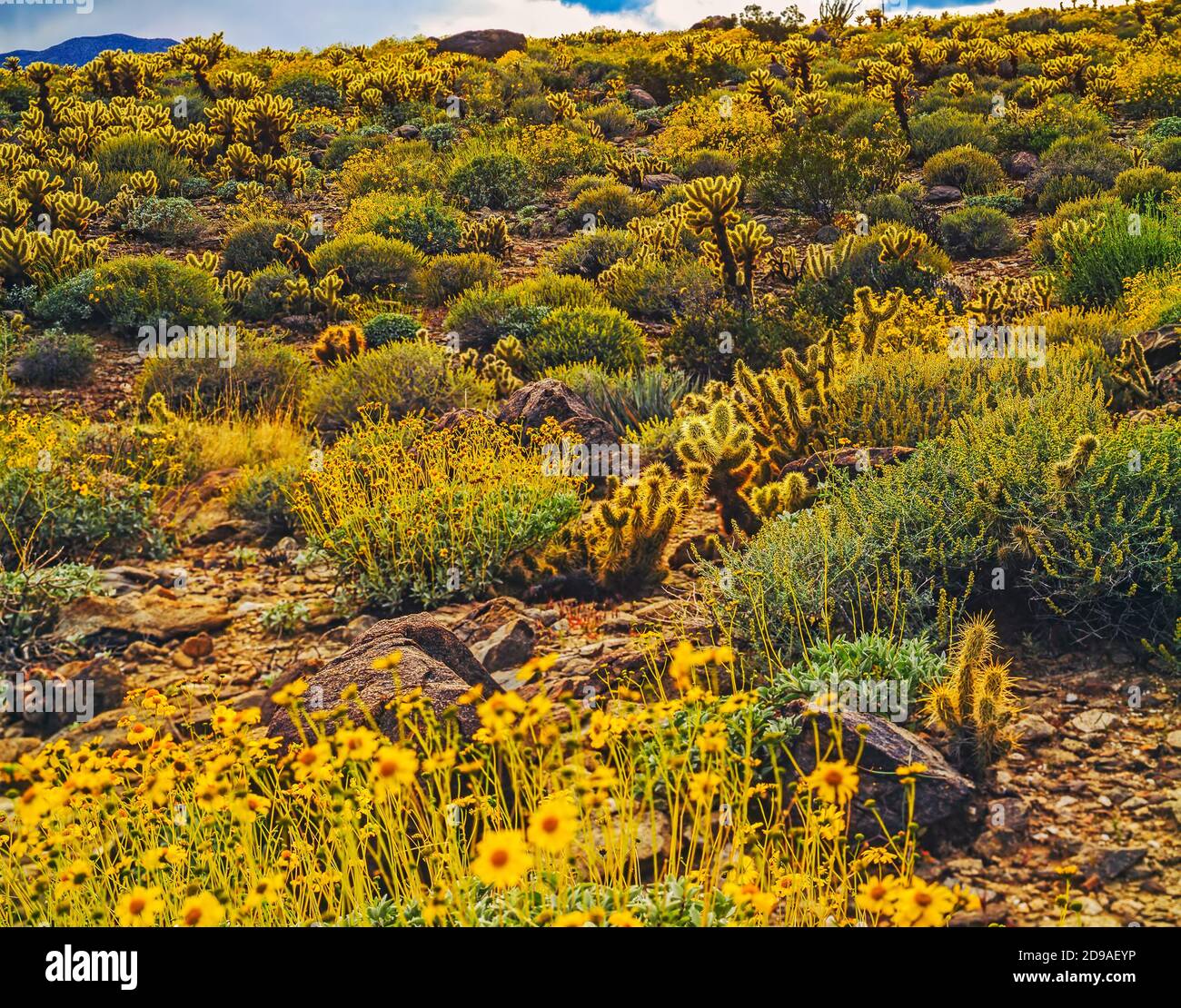 Spring in Desert, Anza-Borego, California Stock Photo - Alamy
