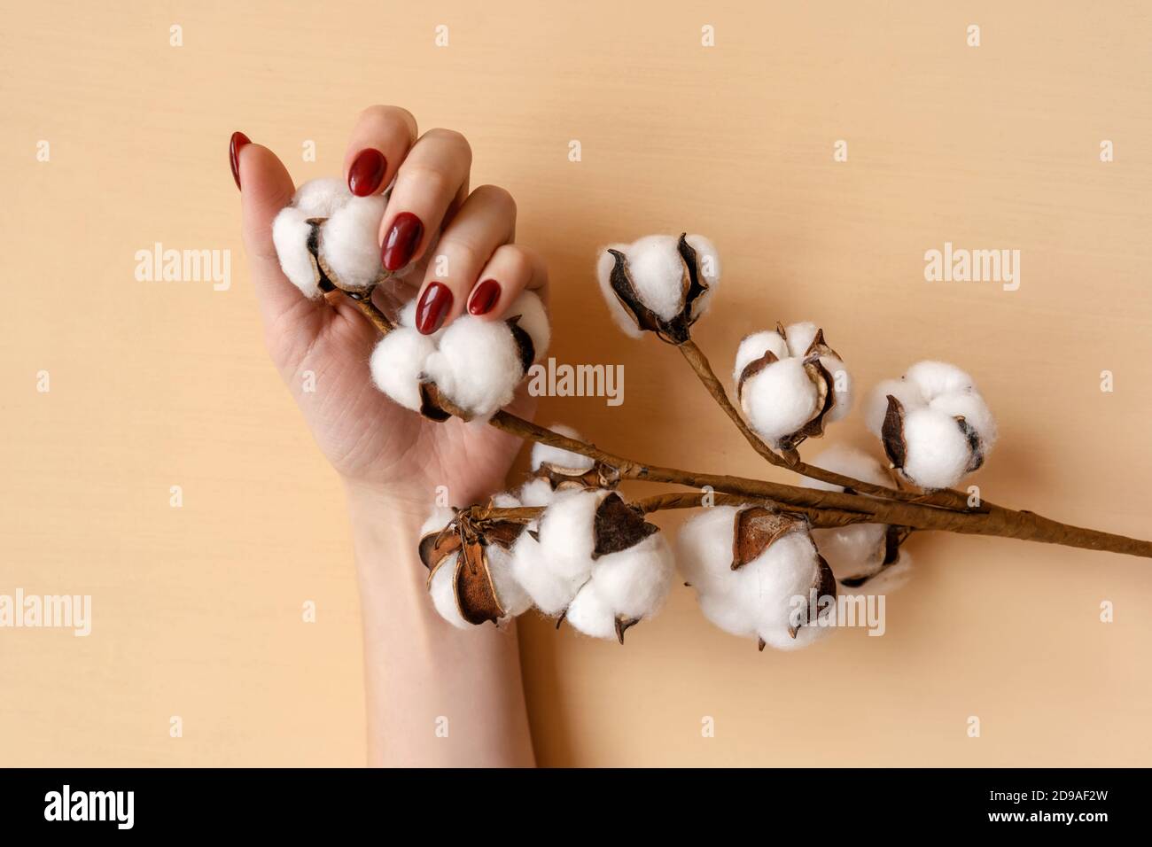 Stylish trendy female red manicure. Plant cotton in beautiful young ...