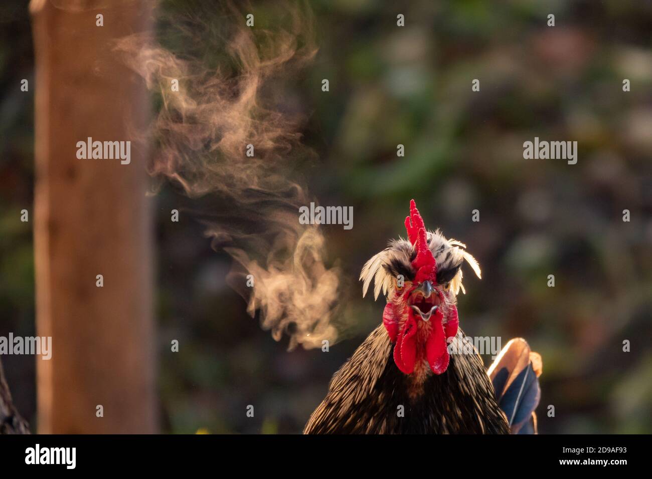 Angry bird. An unhappy looking crowing cockerel with frosted breath ...