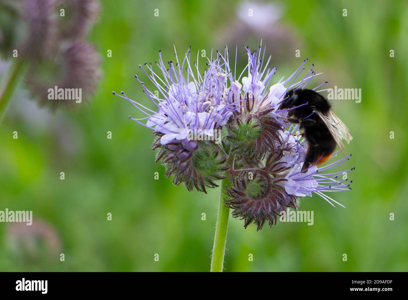 Biological farming hi-res stock photography and images - Alamy