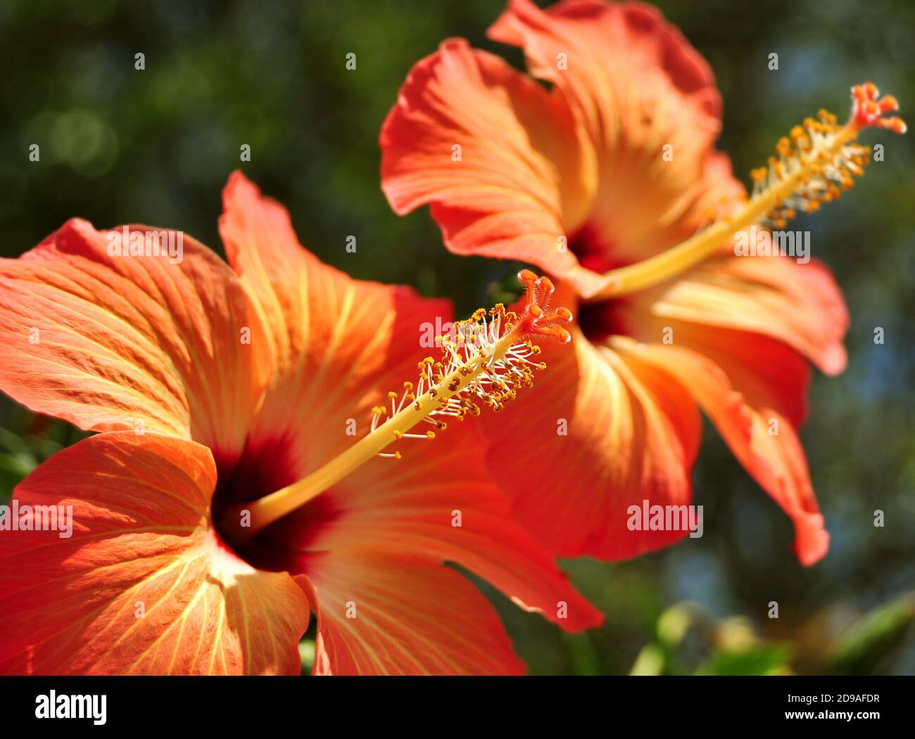 Two hibiscus hi-res stock photography and images - Alamy