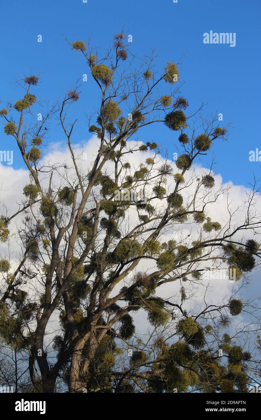 Heavy tree hi-res stock photography and images - Alamy