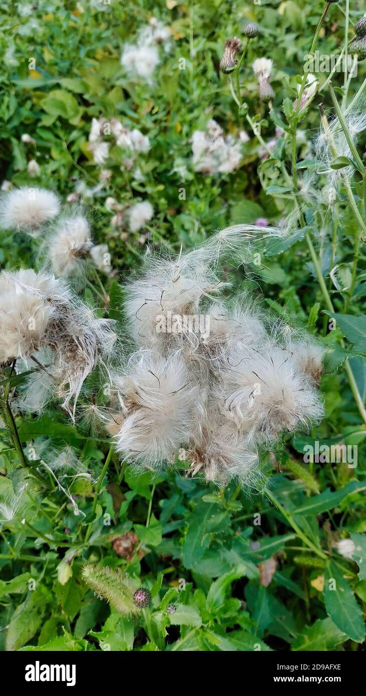 Vertical shot of dandelion seeds on the grass in a field at daytime ...
