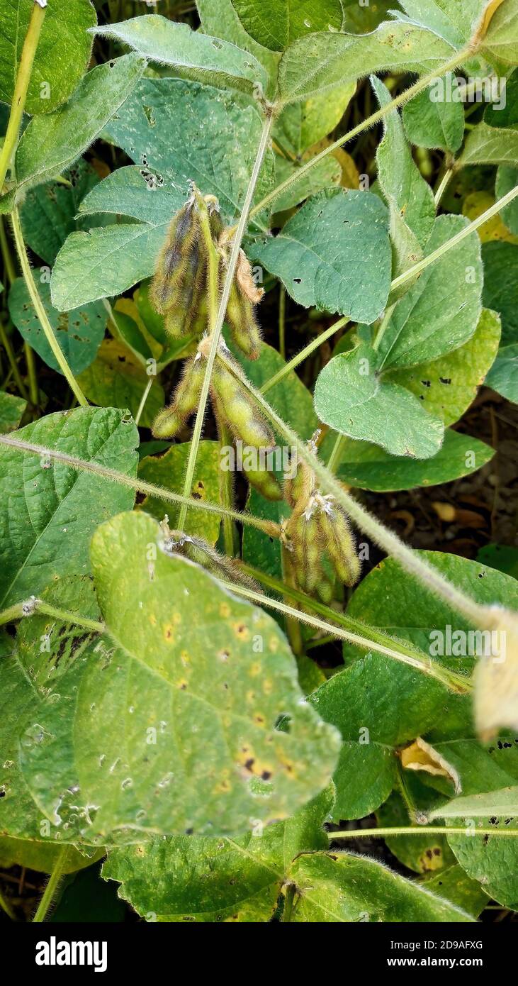 Vertical shot of beans growing on vines in a farm field Stock Photo - Alamy