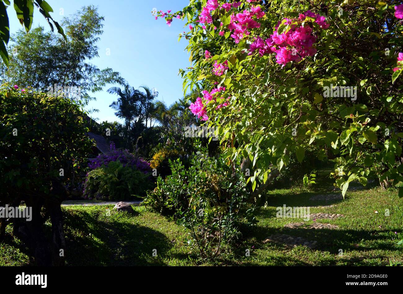 Chiang Rai, Thailand - Old Tree's House Grounds Stock Photo - Alamy