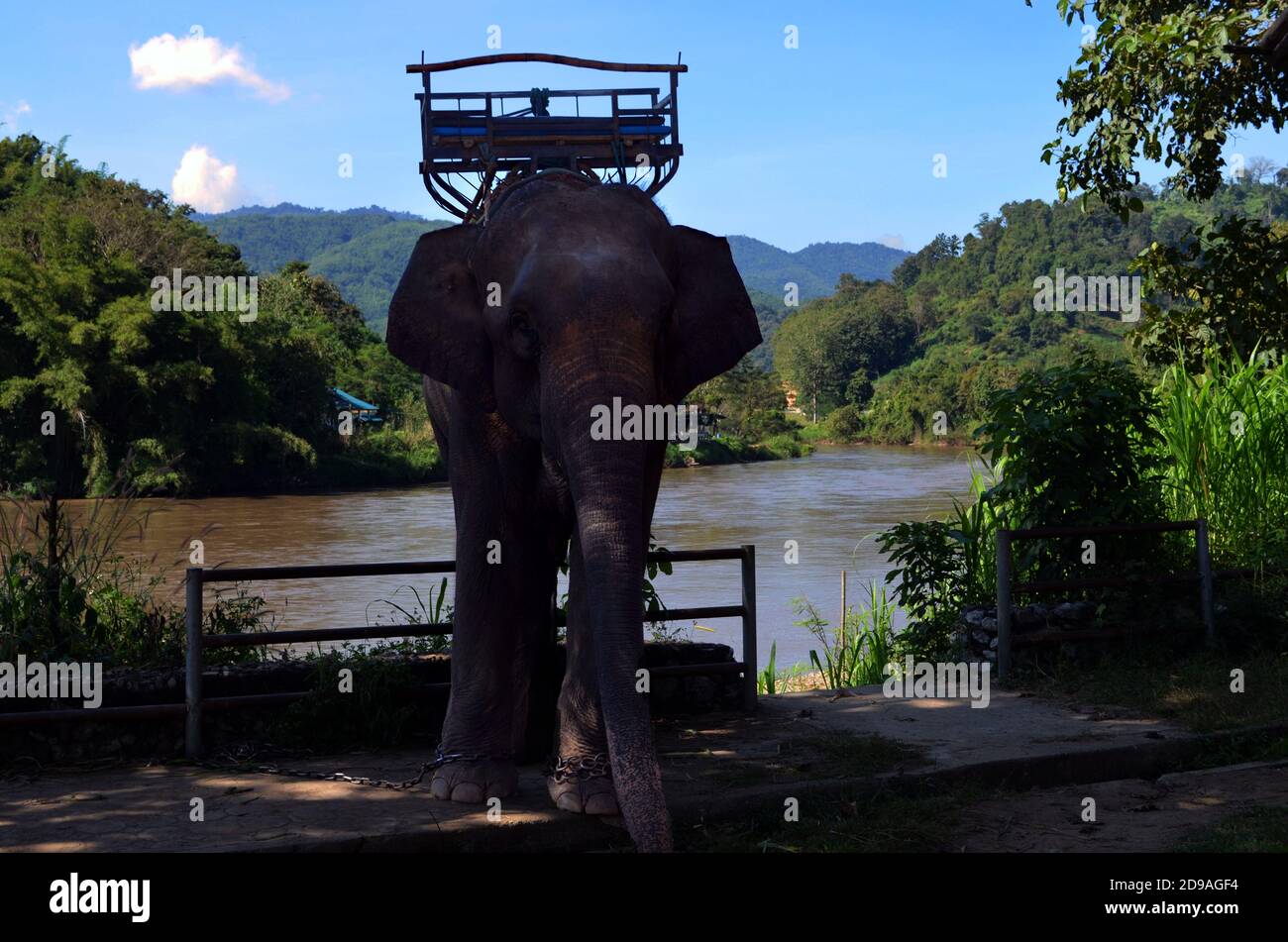Chiang Rai, Thailand - Rhummit Elephant by the Mae Kok River Stock ...