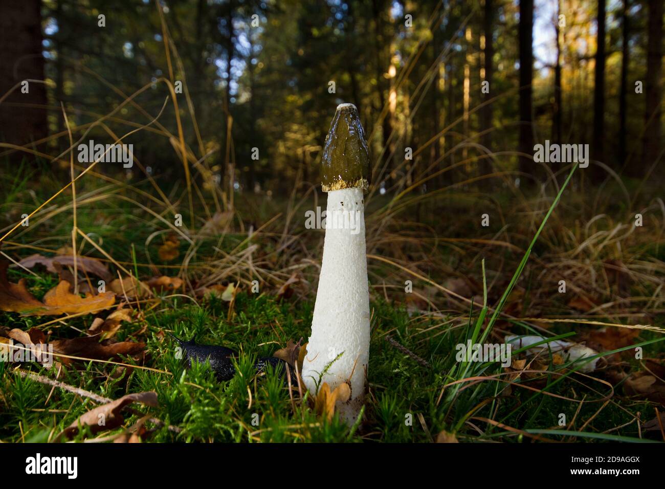 Phallic shape hi-res stock photography and images - Alamy