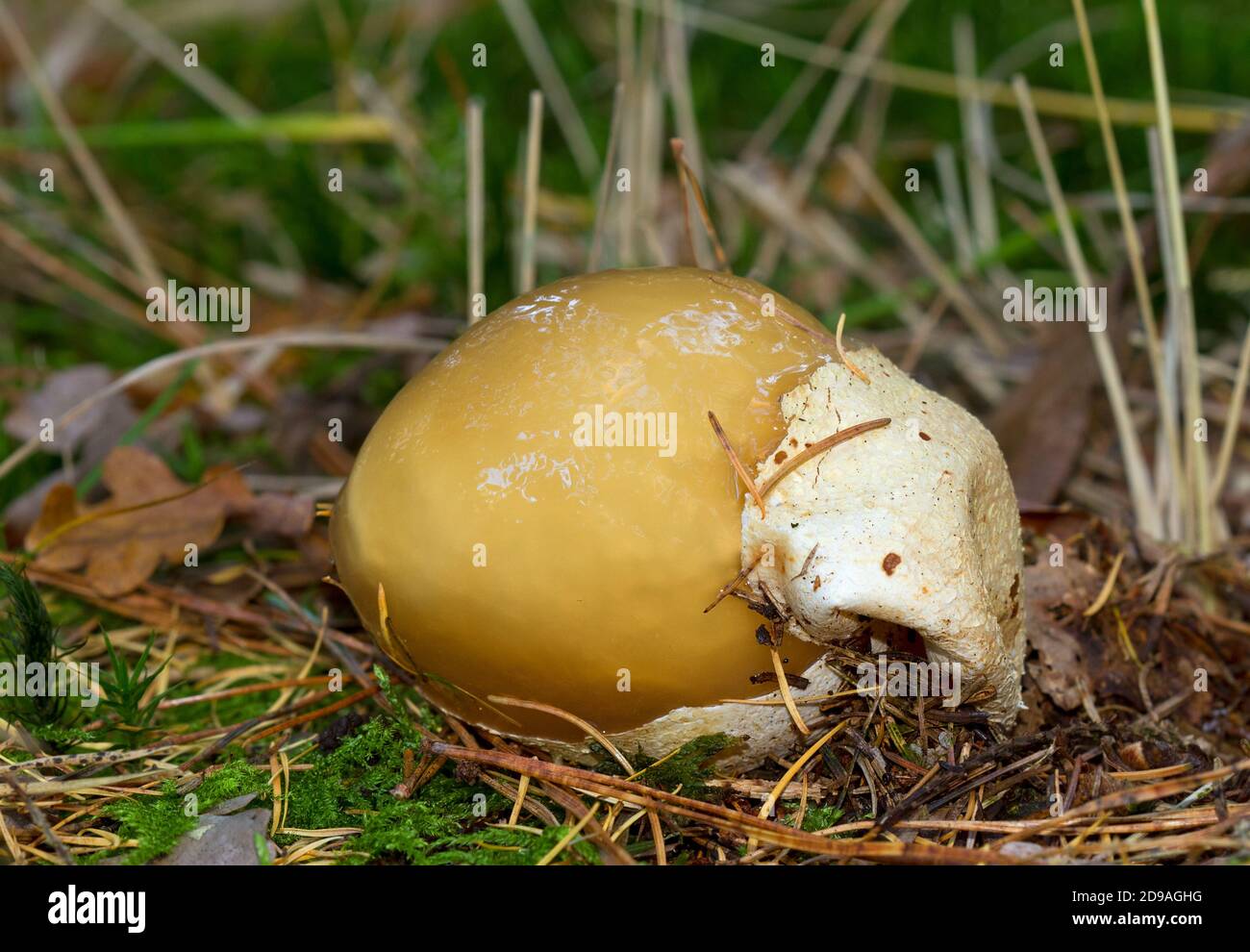 Witch’s egg, the youg stage of Common stinkhorn pokes out of forest ...