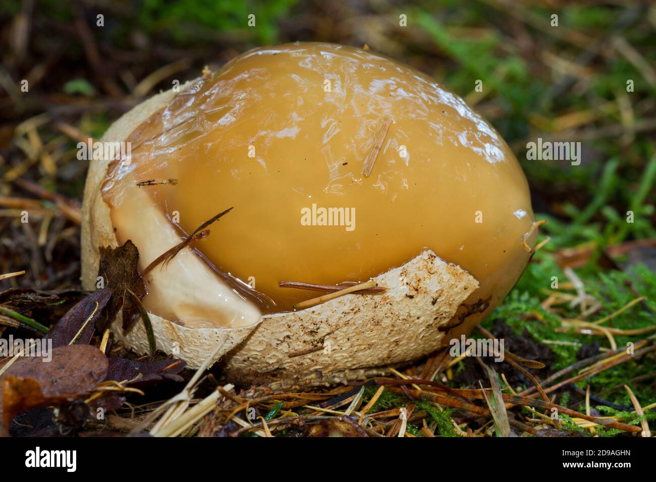 Witch’s egg, the youg stage of Common stinkhorn pokes out of forest ...