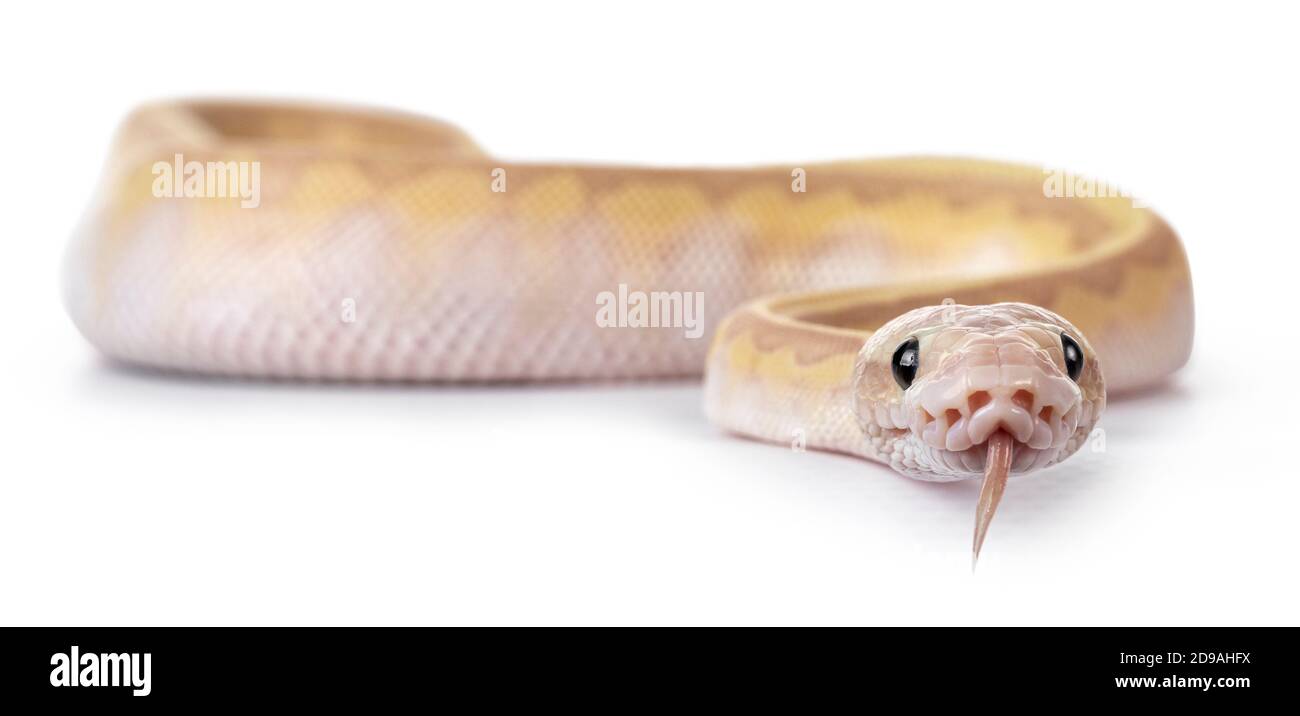 Baby Coralglow Super Emperor ballpython aka Python Regius, isolated on ...