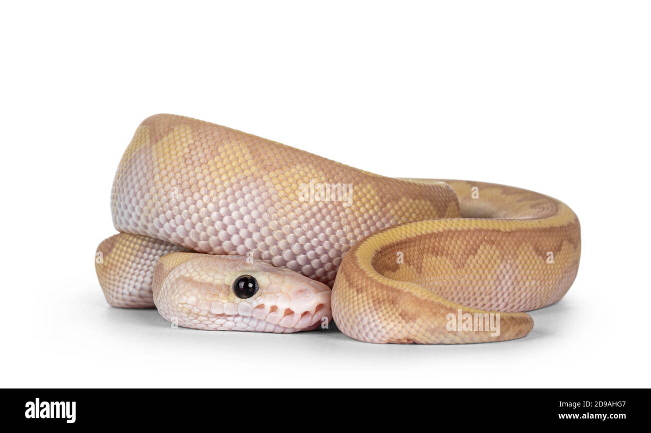 Baby Coralglow Super Emperor ballpython aka Python Regius, isolated on ...