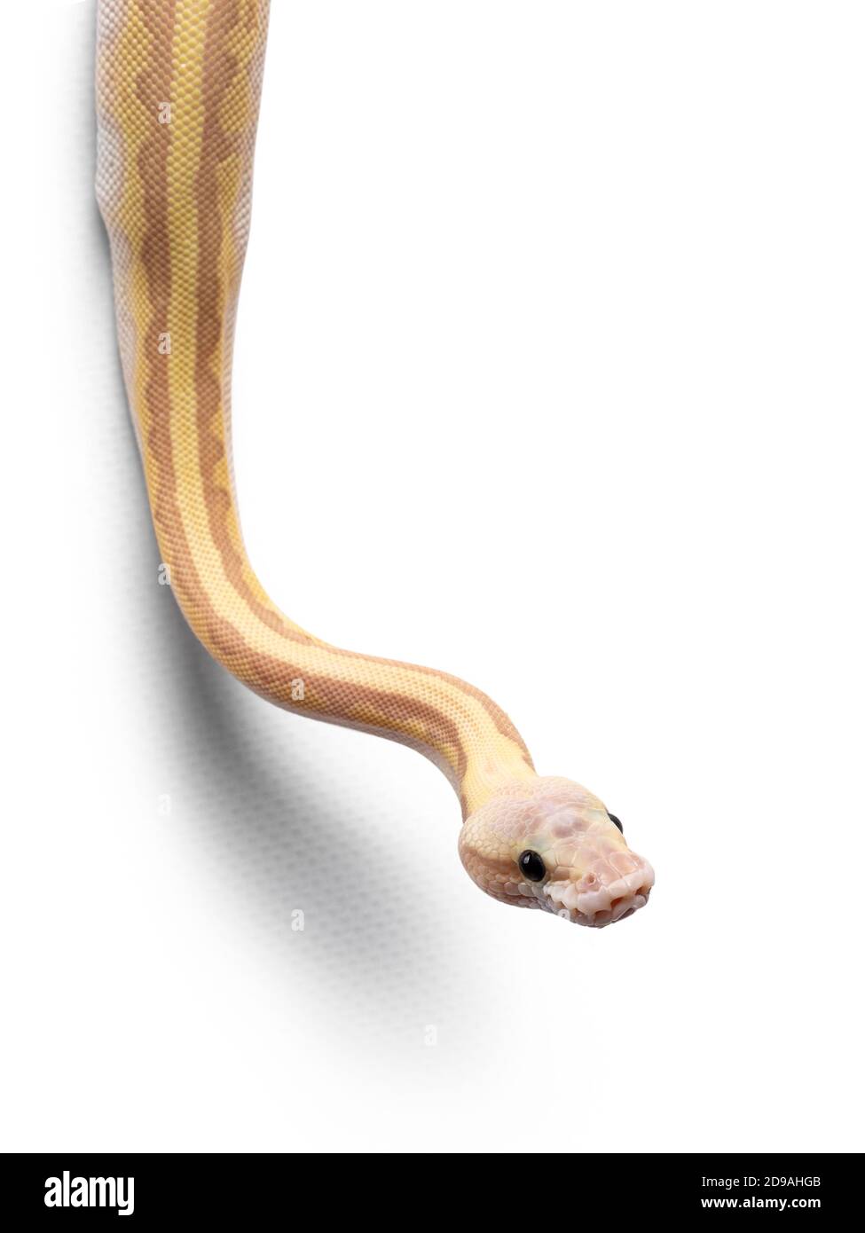 Baby Coralglow Super Emperor ballpython aka Python Regius, isolated on ...