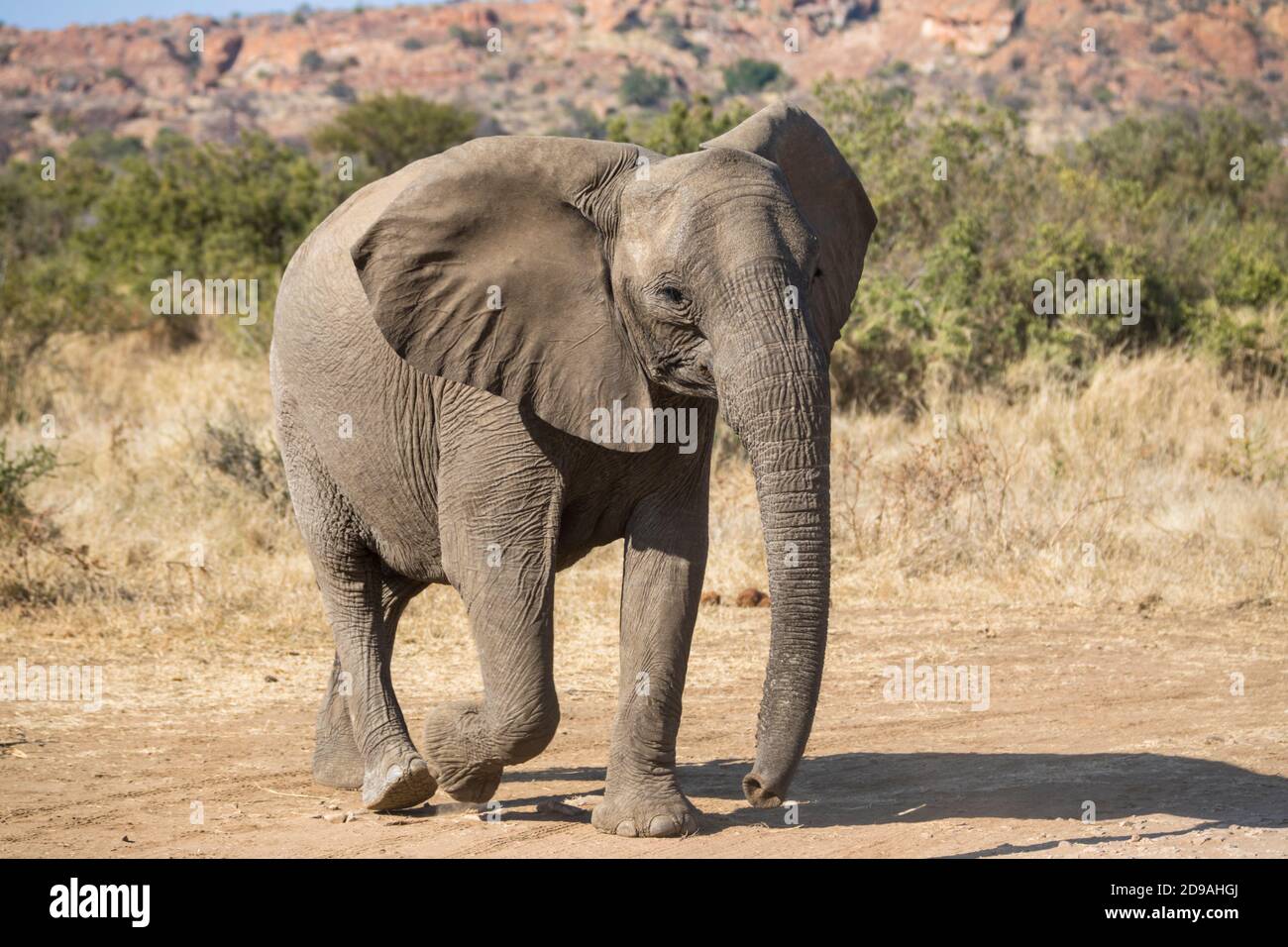Lone young African elephant walking Stock Photo - Alamy