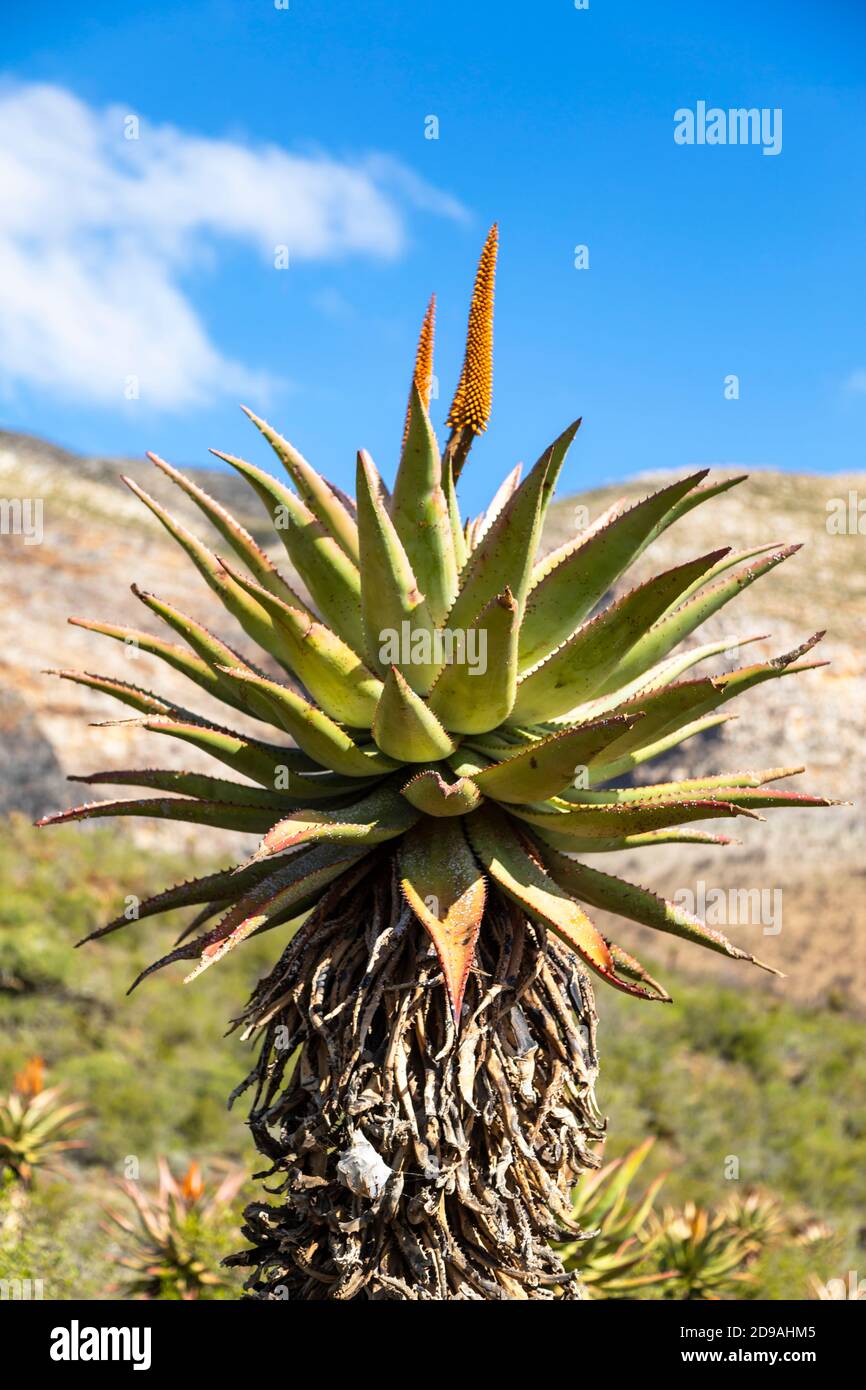 Orange aloe flowers in Karoo Stock Photo - Alamy