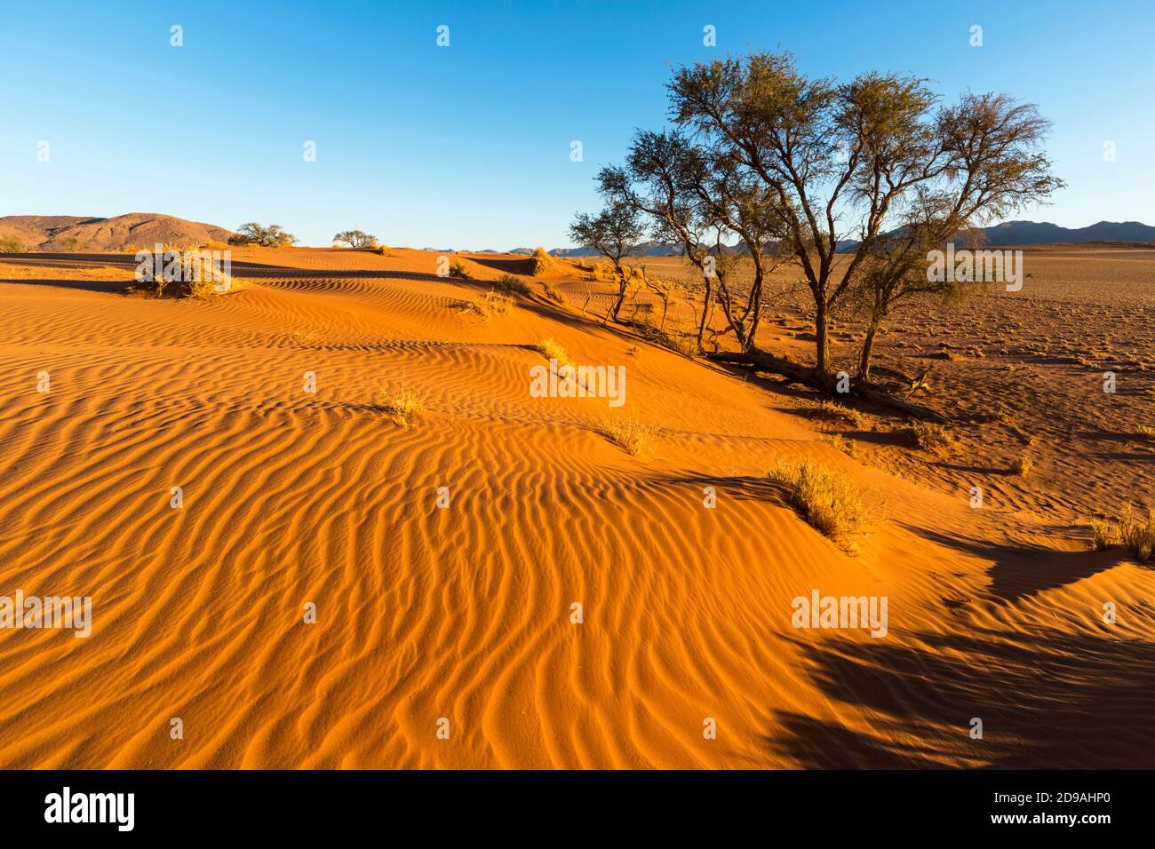 Wind swept patterns in the sand on the dune Stock Photo - Alamy
