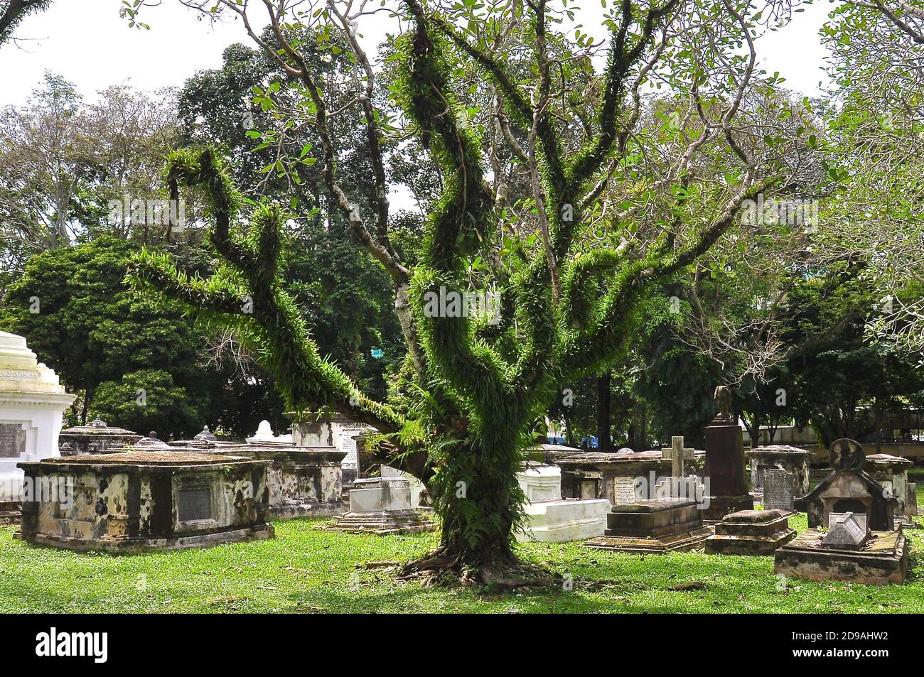 Mature frangipani tree hi-res stock photography and images - Alamy