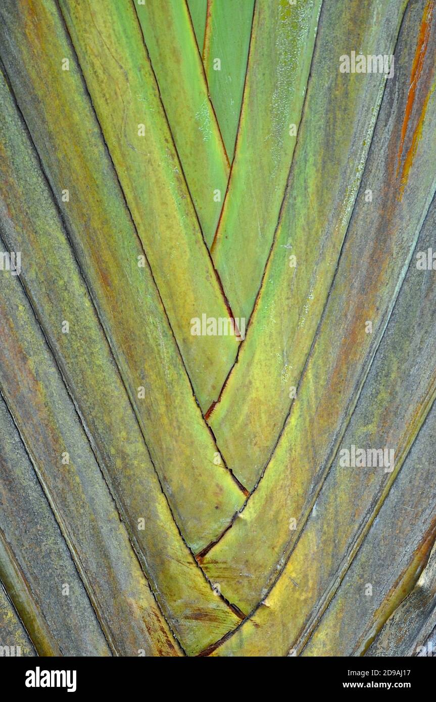 Macro view of interlocking leaf fronds of a tropical traveller palm ...