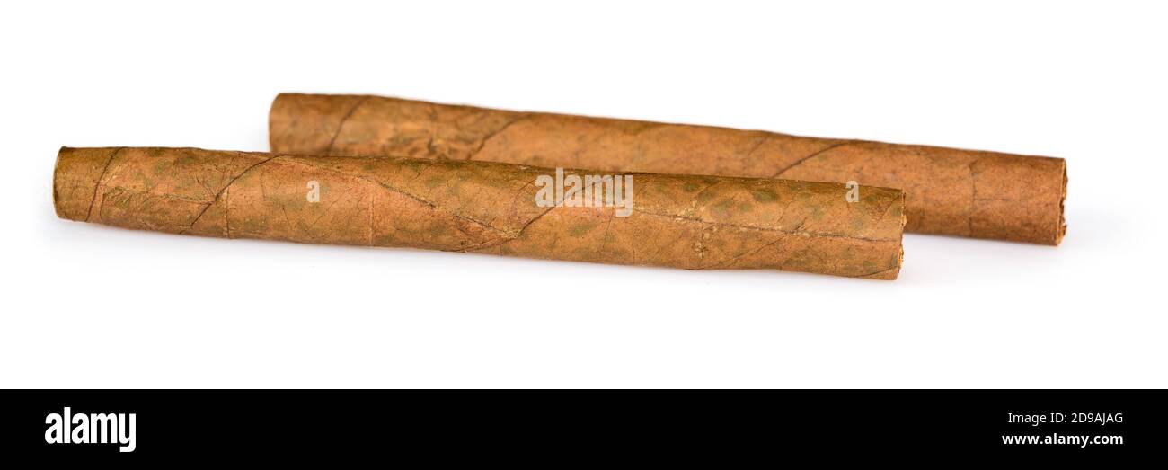 Two tobacco cigarillos isolated on white background. Macro, close-up ...