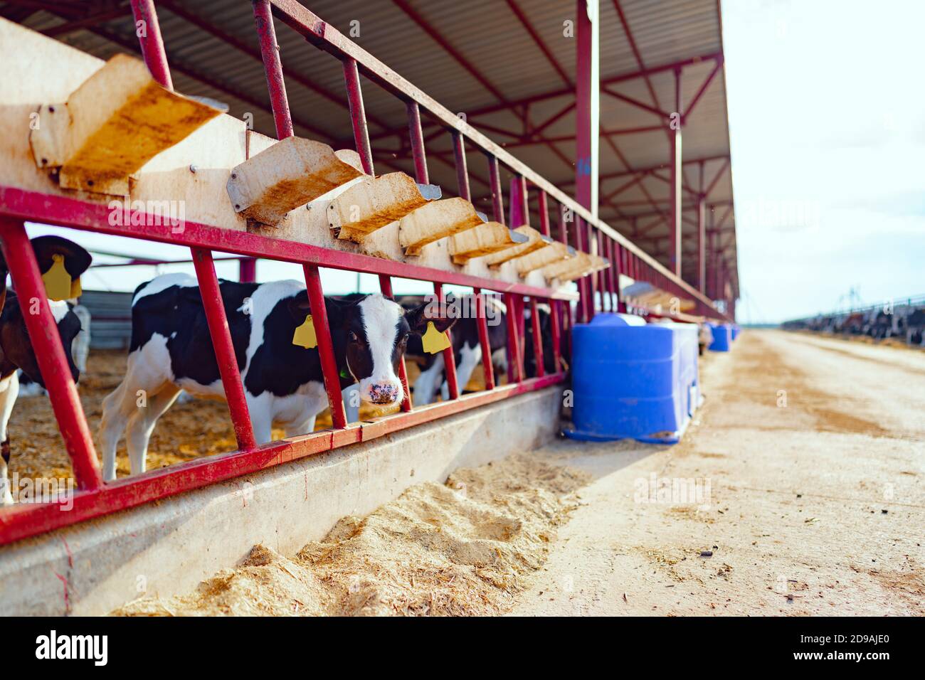 Large cowshed with milky cows on the farm Stock Photo - Alamy