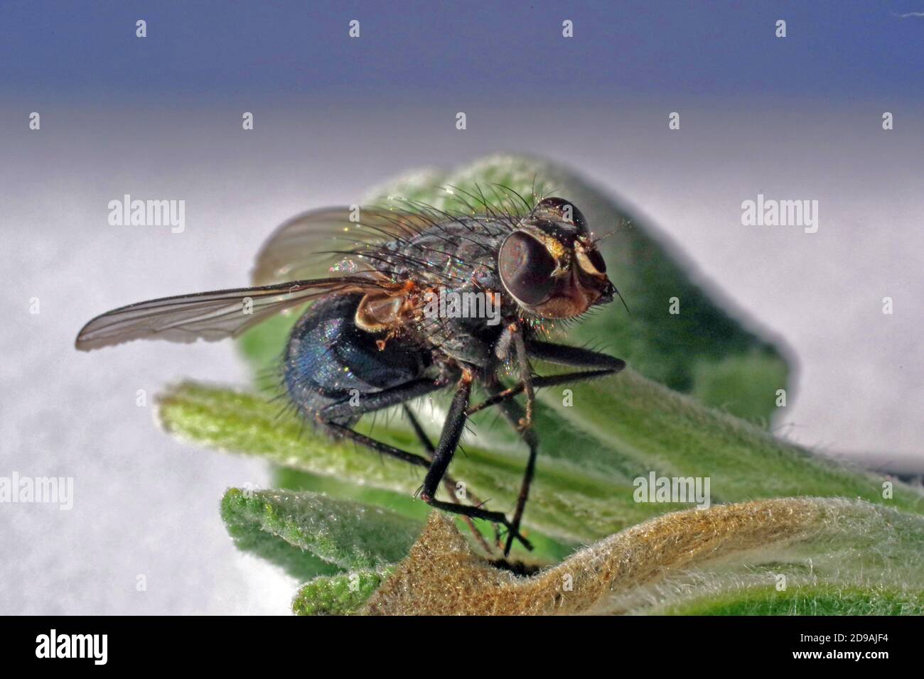 The big fly hi-res stock photography and images - Alamy