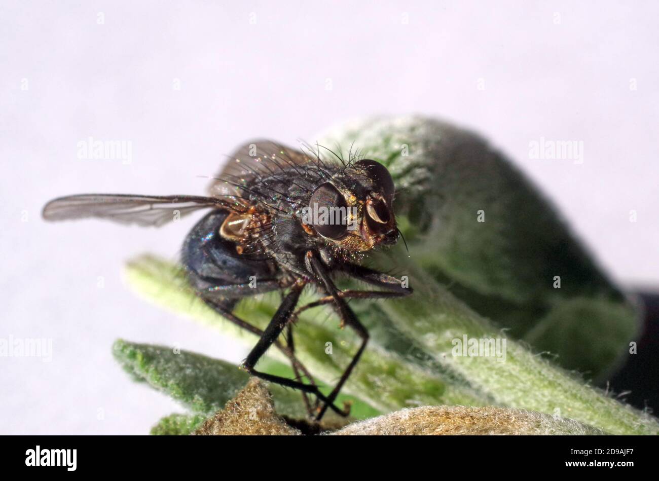 Big fly hi-res stock photography and images - Alamy