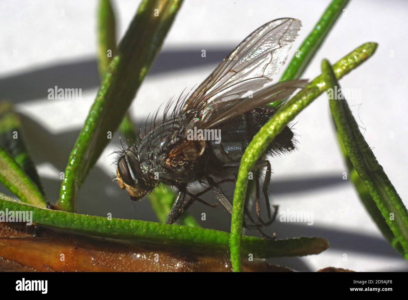 Big fly hi-res stock photography and images - Alamy
