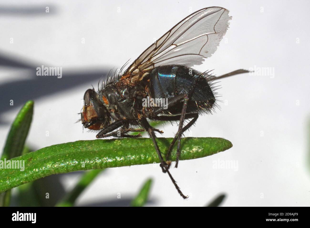 Big fly hi-res stock photography and images - Alamy