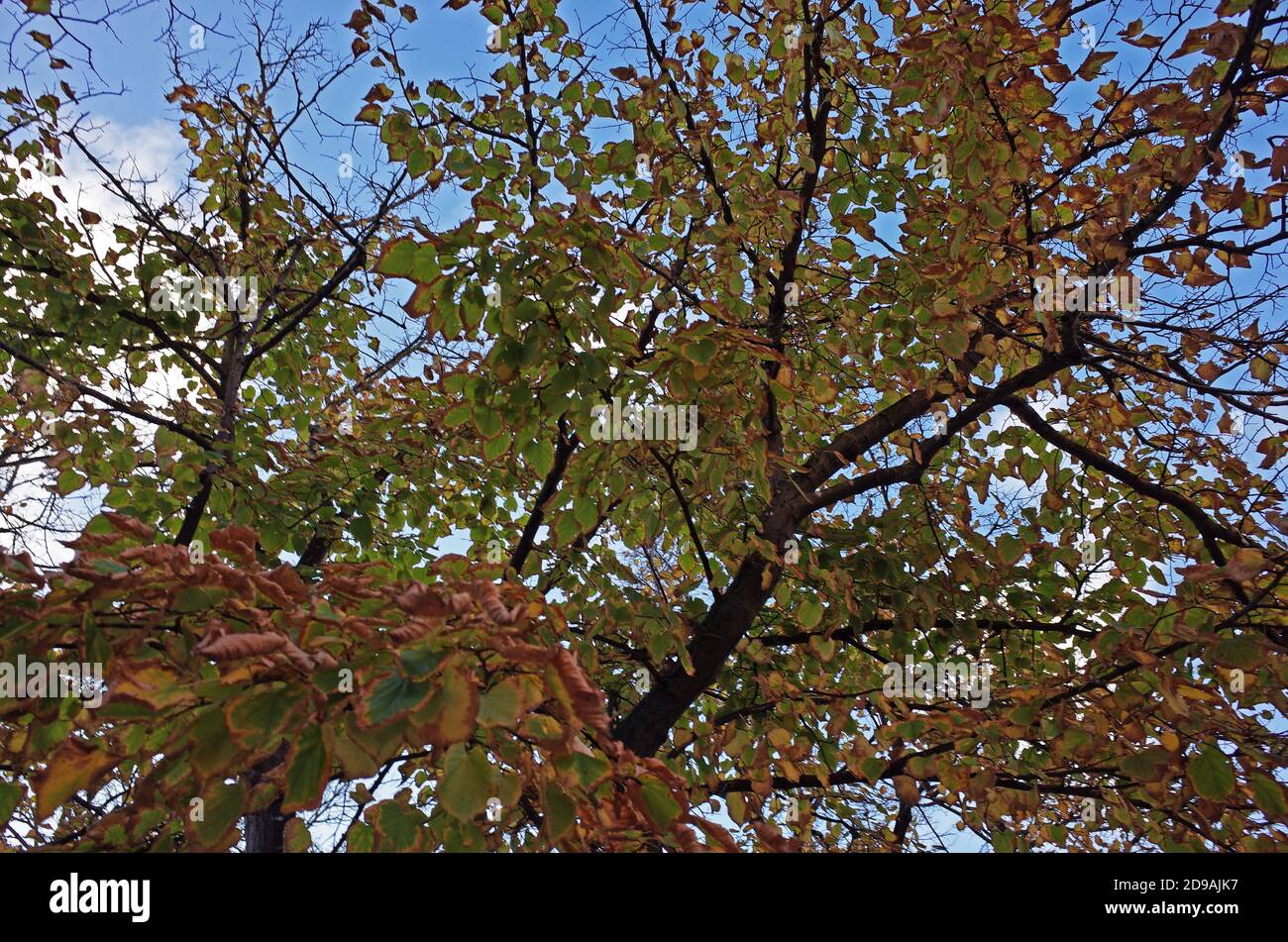 Lime-tree in autumn Stock Photo - Alamy