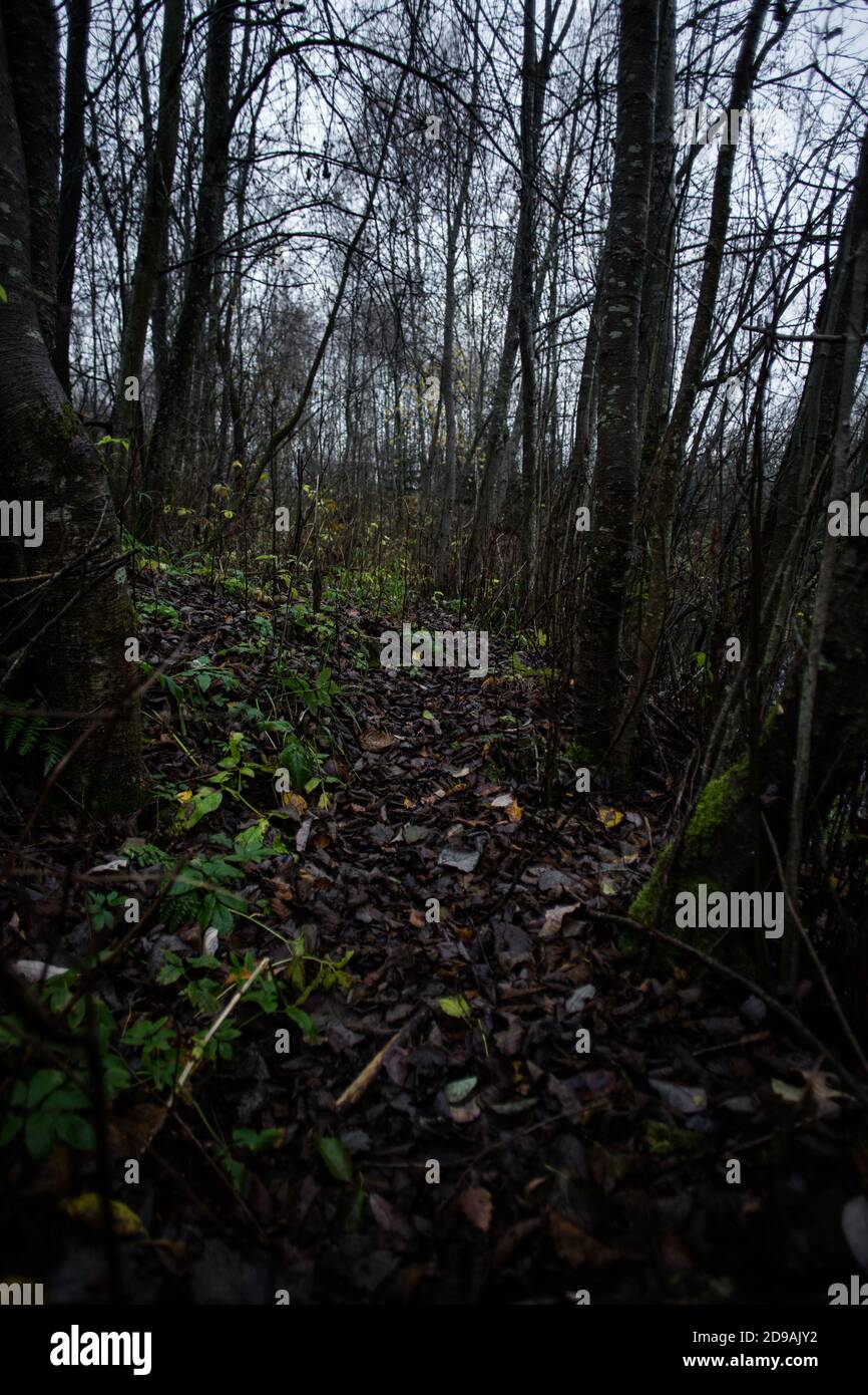 Scary forest path hi-res stock photography and images - Alamy