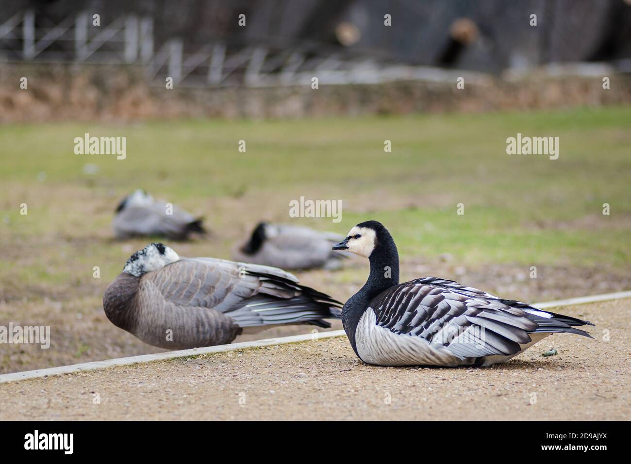 black and white duck, Barnacle goose, Branta leucopsis, single feral ...