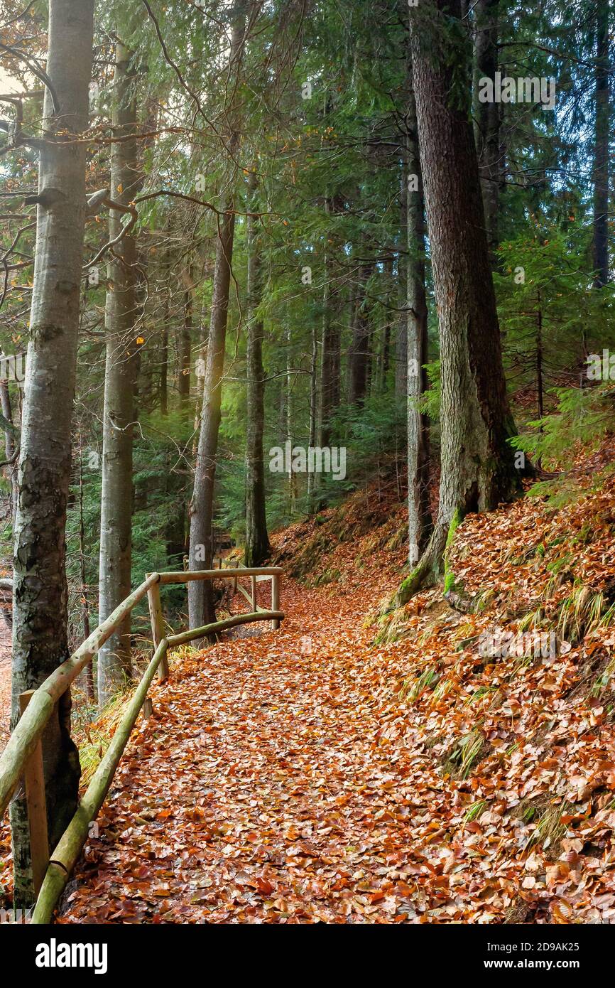 pathway through the forest. beautiful autumn scenery. wooden fence ...