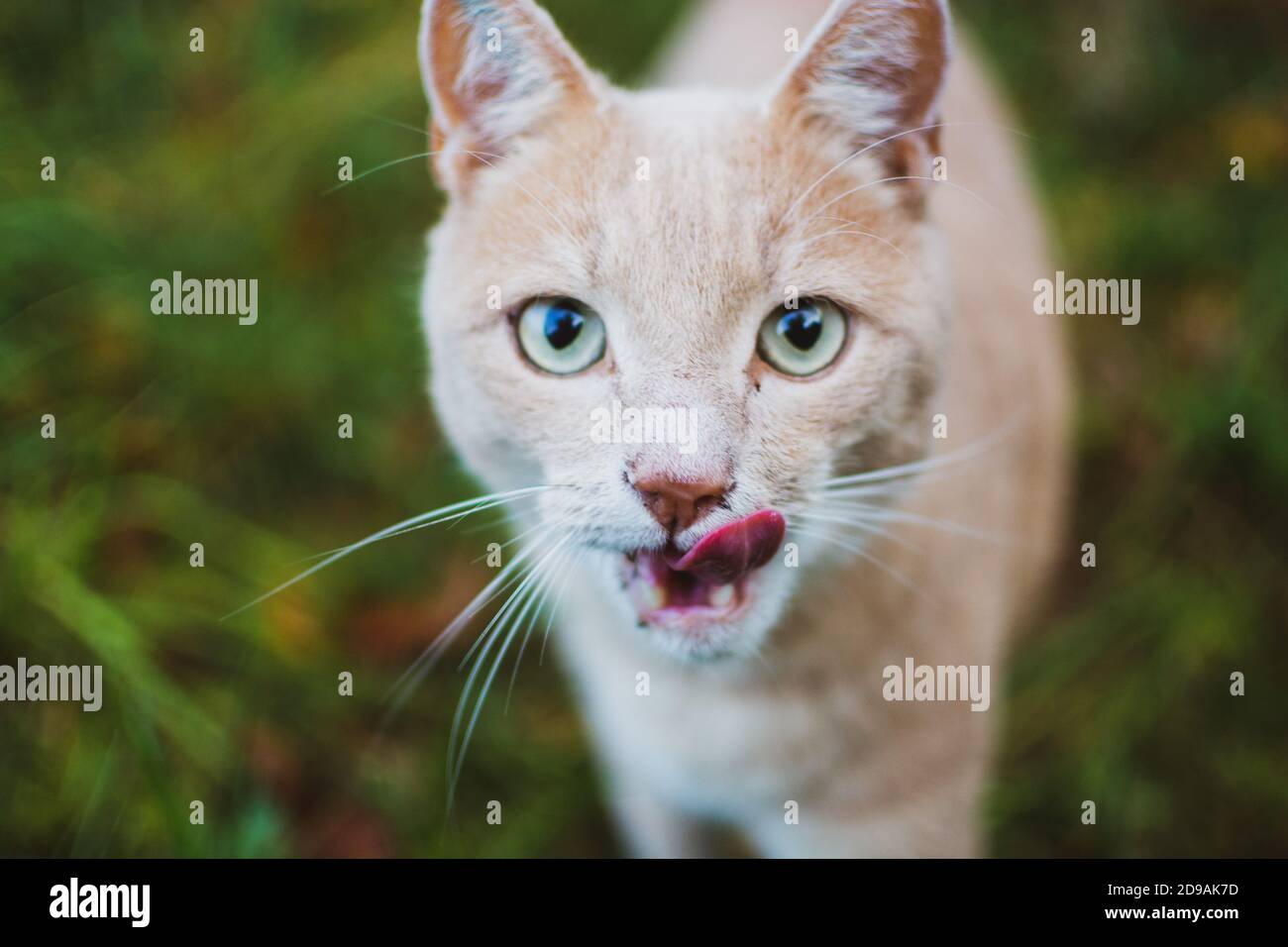 light cat, walking towards camera, with tongue out as if to eat Stock ...