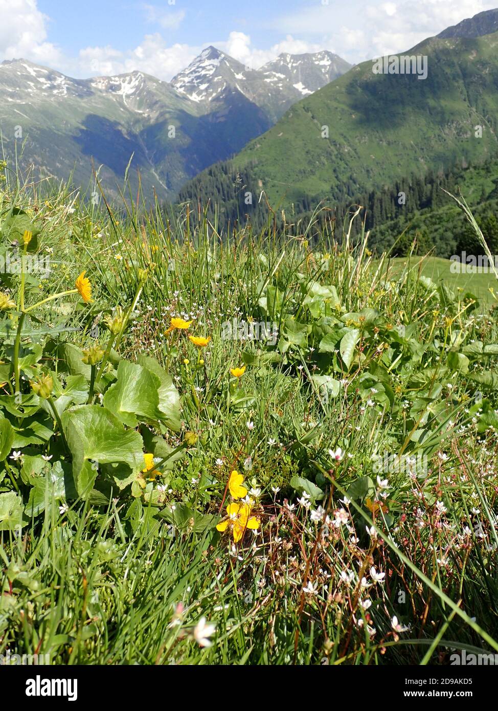 Mountains and flowers in the Alps Stock Photo - Alamy