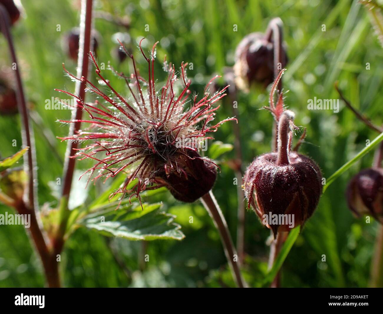 Water avens seed head and flowers Stock Photo - Alamy