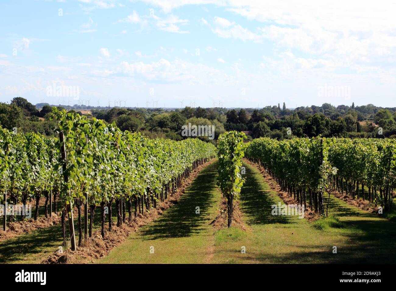 The gusbourne estate hi-res stock photography and images - Alamy