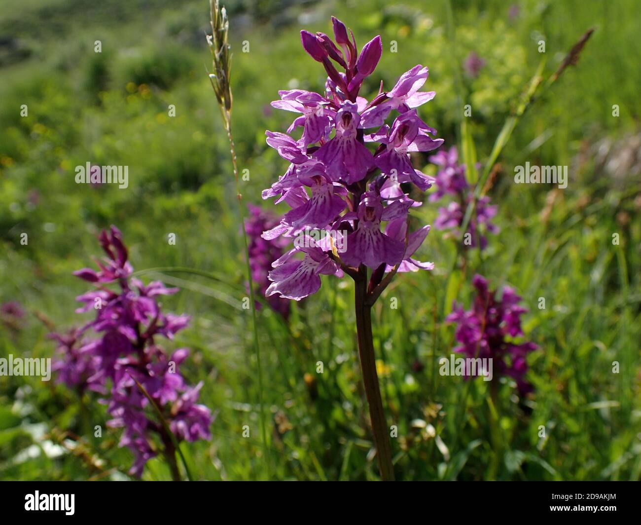 Alpine wild orchids hi-res stock photography and images - Alamy