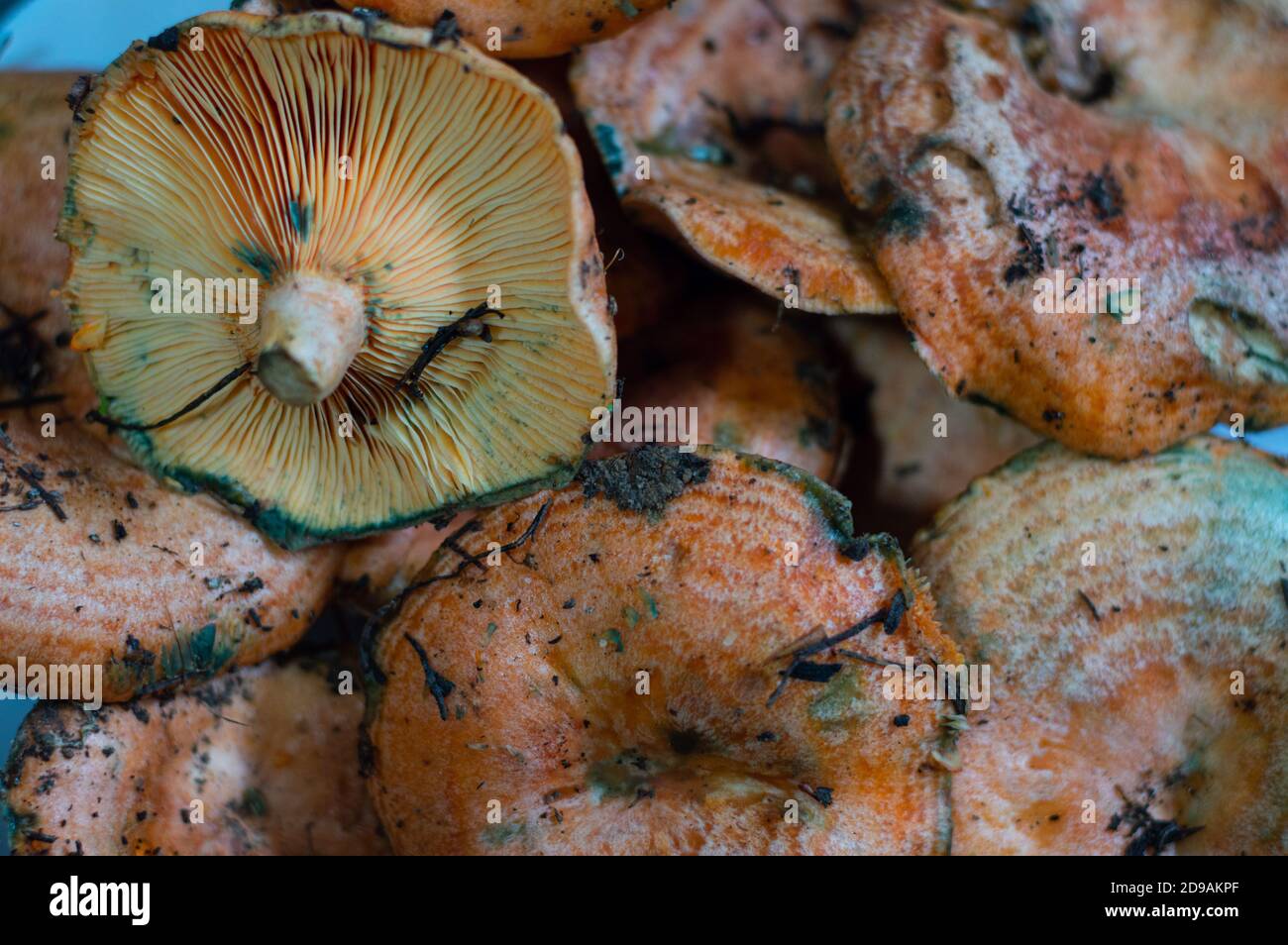 Mantari hi-res stock photography and images - Alamy