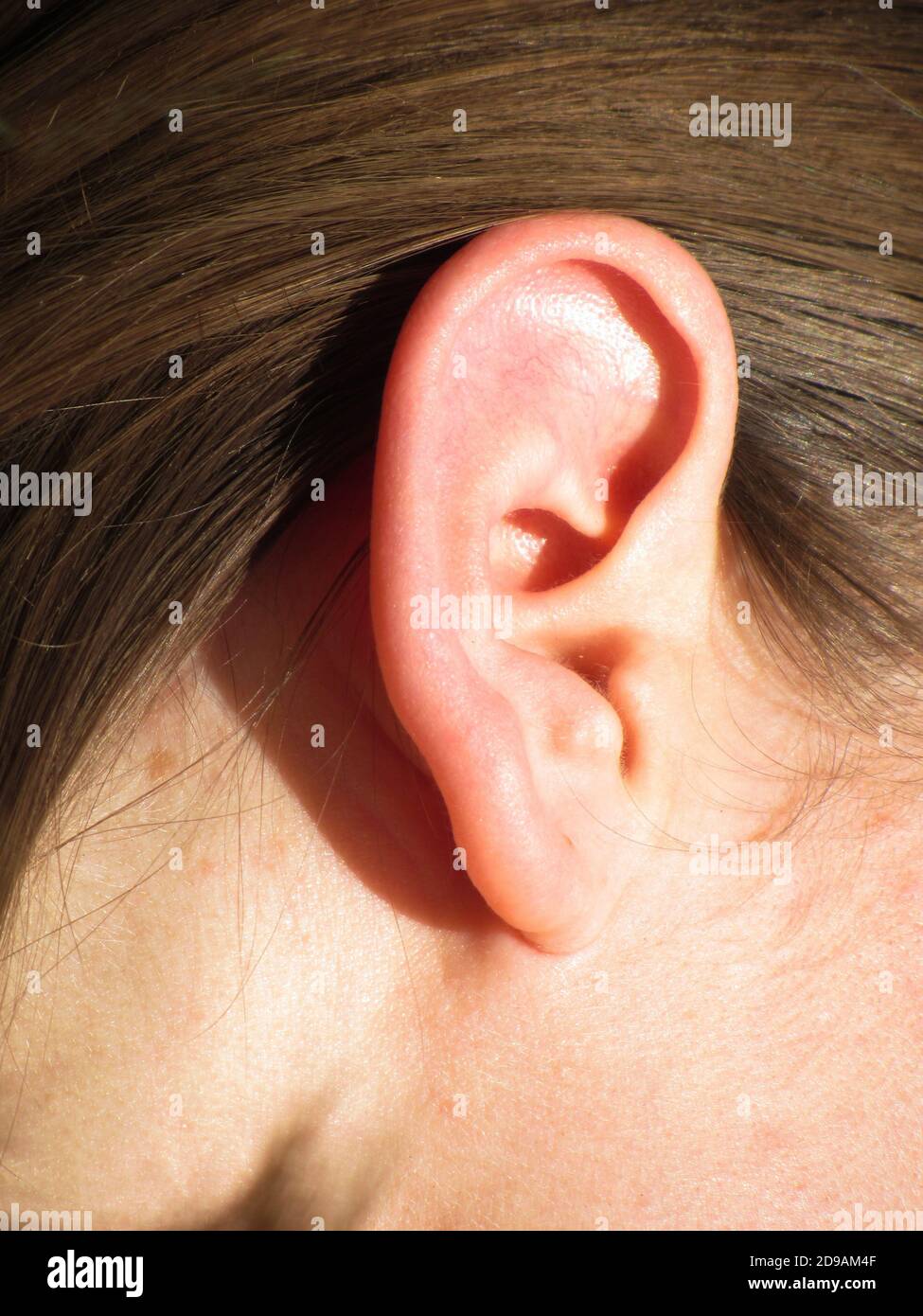 the human ear, the organ of hearing and sense of balance Stock Photo ...