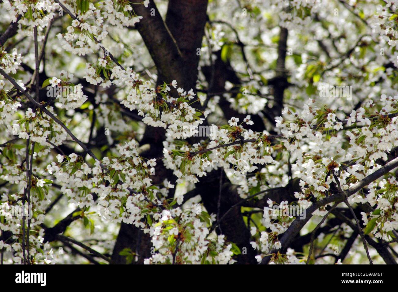 branches of a white blossom cherry tree in the garden Stock Photo - Alamy