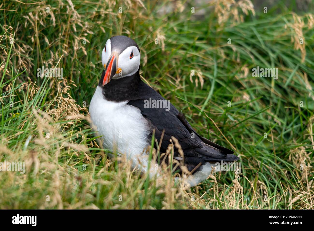 The Atlantic puffin, also known as the common puffin Stock Photo - Alamy