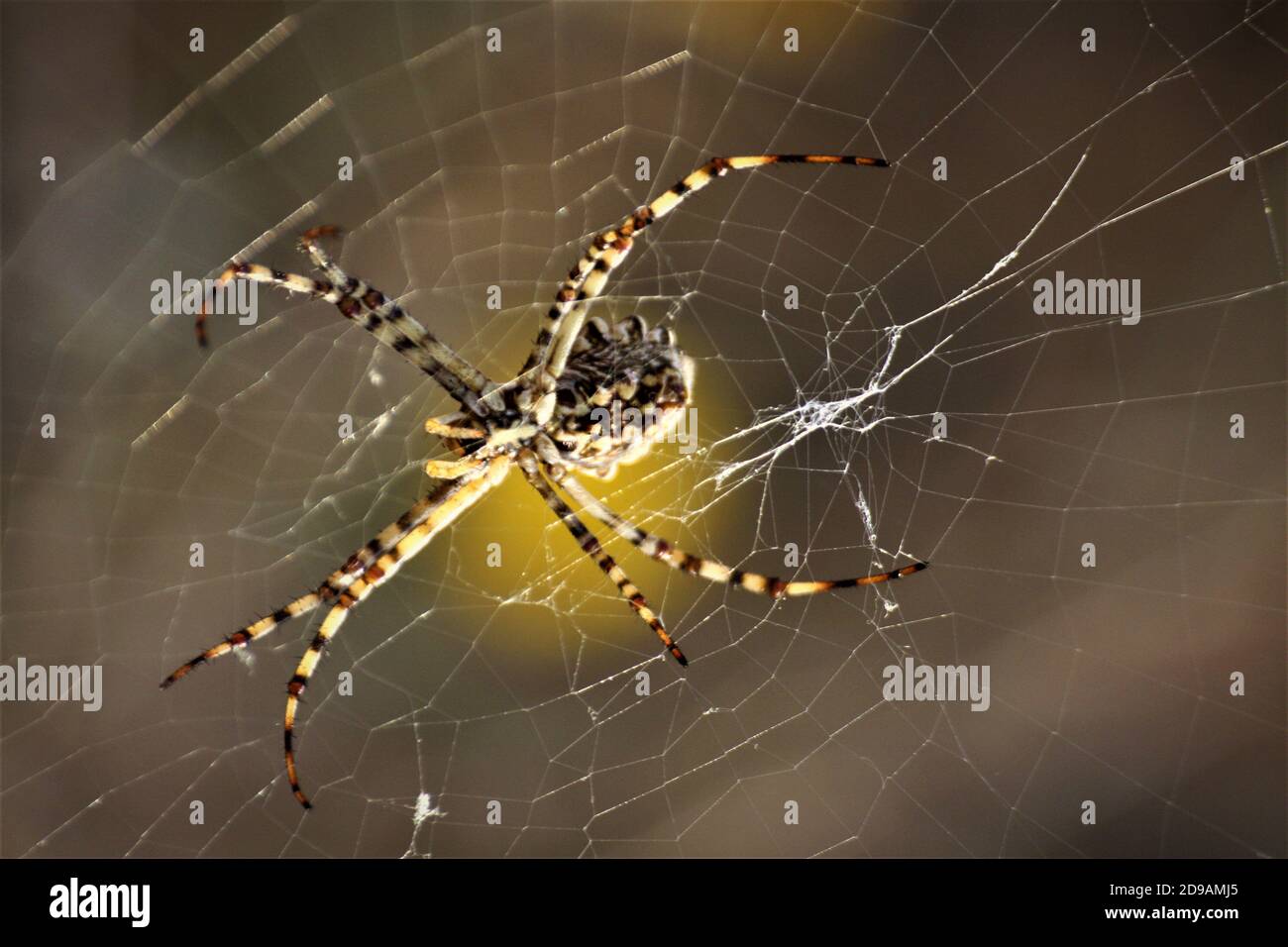 Spinning a web hi-res stock photography and images - Alamy
