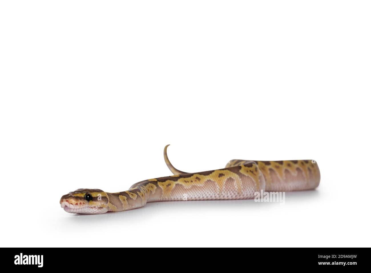 Baby female Lesser Pastel Ballpython aka Python Regius, isolated on ...