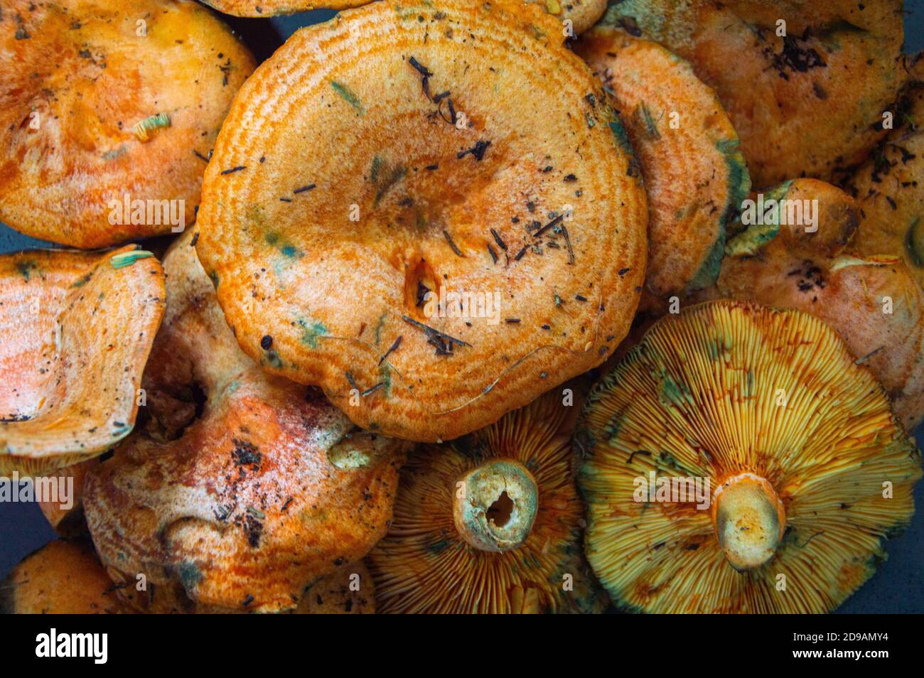 Top view of kanlica mantari mushroom on a plate Stock Photo - Alamy