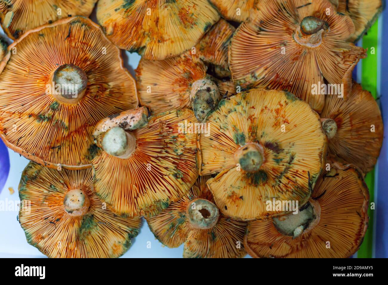 Top view of kanlica mantari mushroom on a plate Stock Photo - Alamy