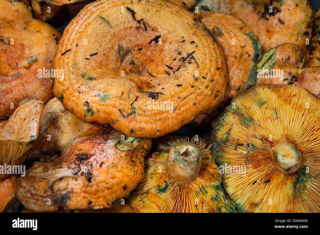 Top view of kanlica mantari mushroom on a plate Stock Photo - Alamy