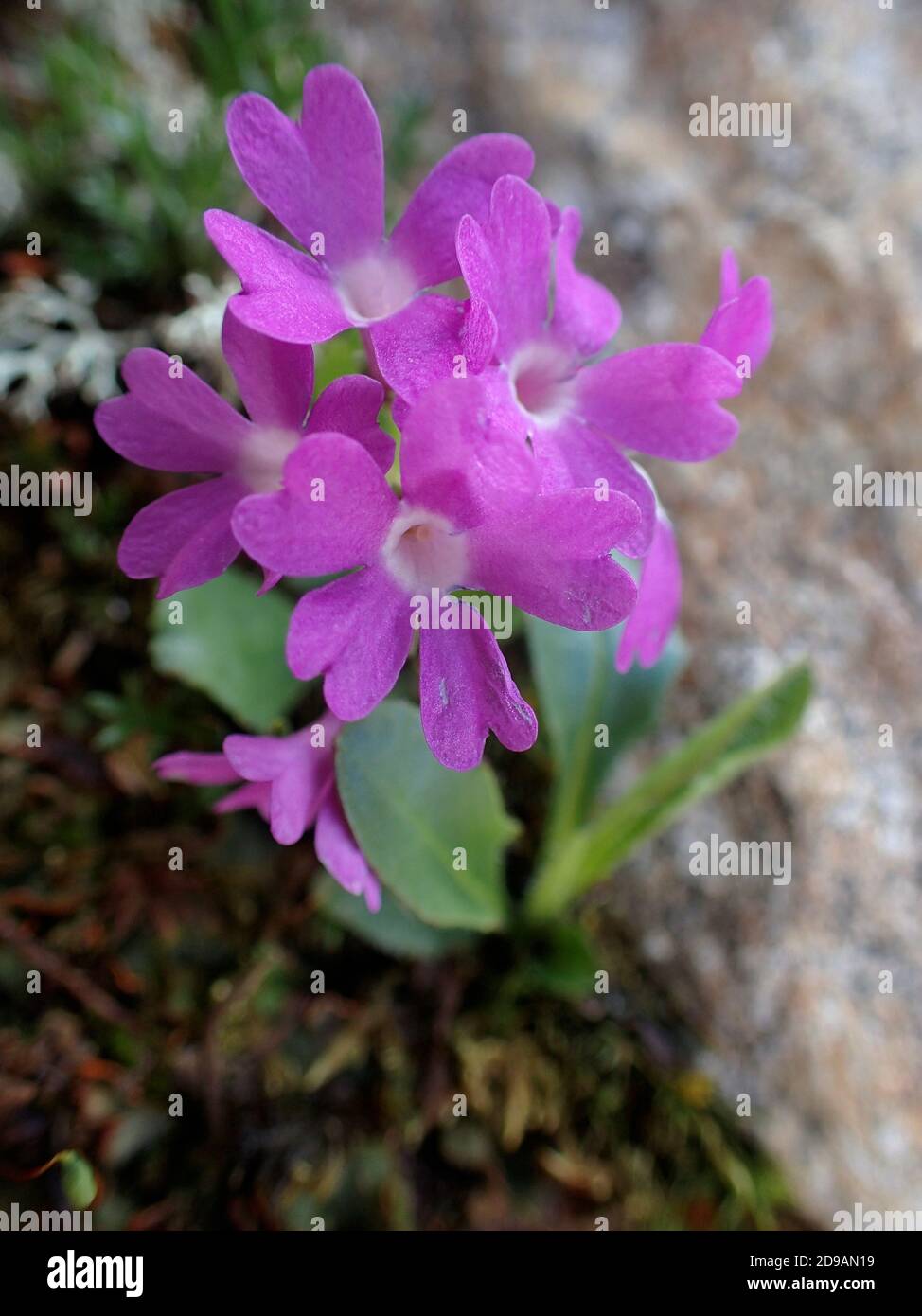 Alpine primrose hi-res stock photography and images - Alamy